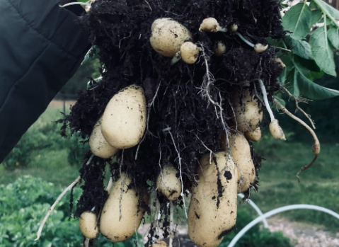 EARLIER POTATO PLANTING, AND BIGGER TUBERS SEEN IN POLAND - British Potato