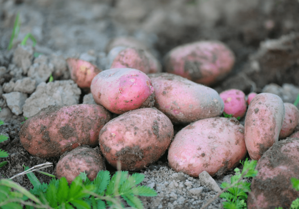 GOOD NEWS FOR IRISH POTATO GROWERS - British Potato
