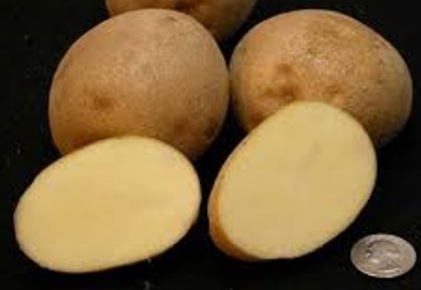GM POTATO BREED GIVEN EXEMPTION FROM BIOTECH REGULATIONS - British Potato