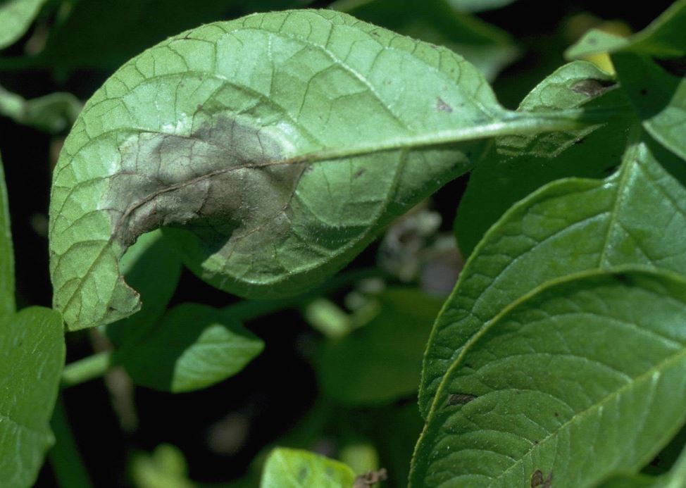 'MAKE LATE POTATO BLIGHT A DULL ROAR' - British Potato