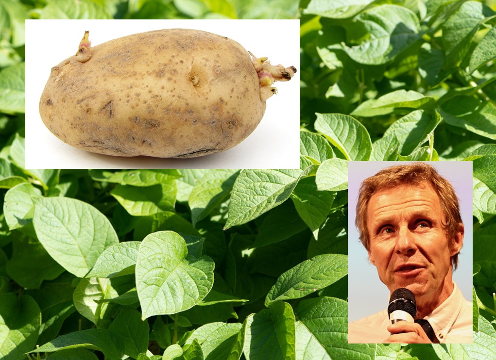 MAXIMISING POTATO SPROUT CONTROL - British Potato