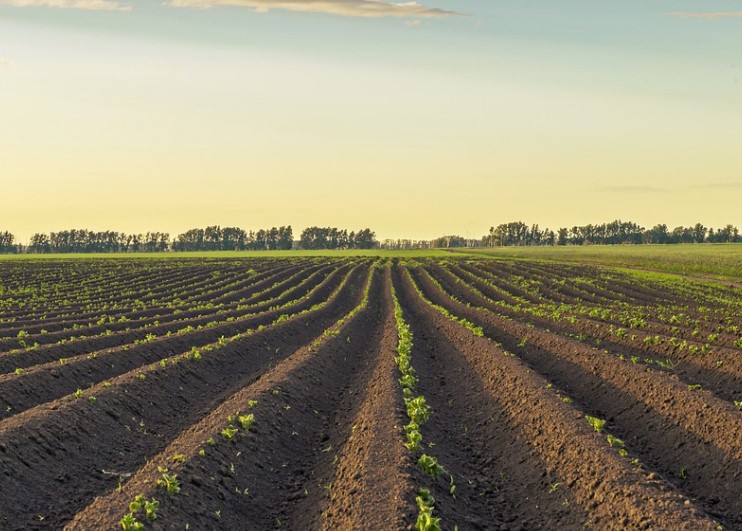 ‘Quick decisions needed on land tax treatment’ - British Potato
