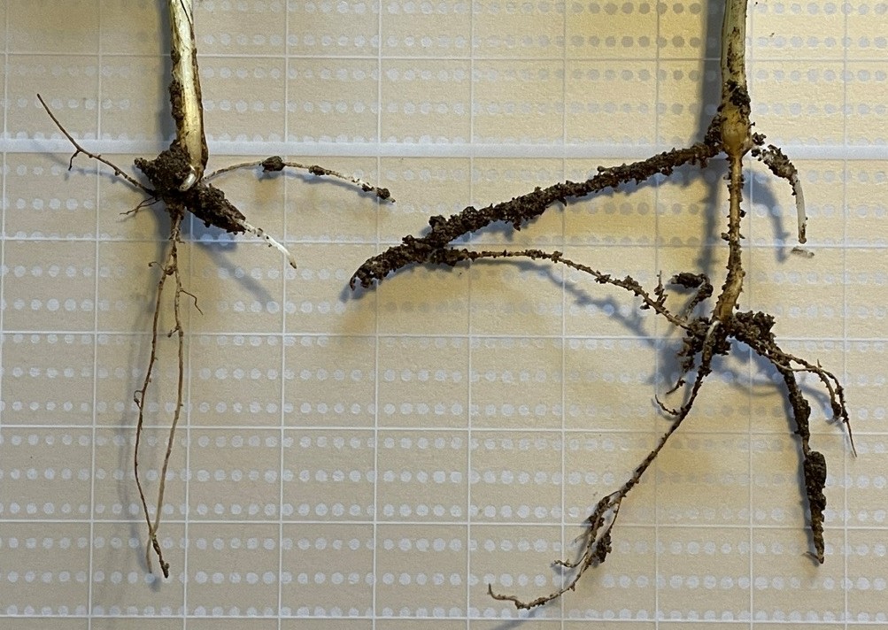 NEW GENERATION OF BIOLOGICAL SEED TREATMENT - British Potato